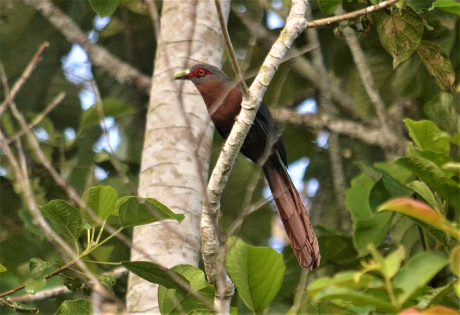 The Kambatik Park, Bintulu.: The Chestnut -breasted Malkoha pays a visit