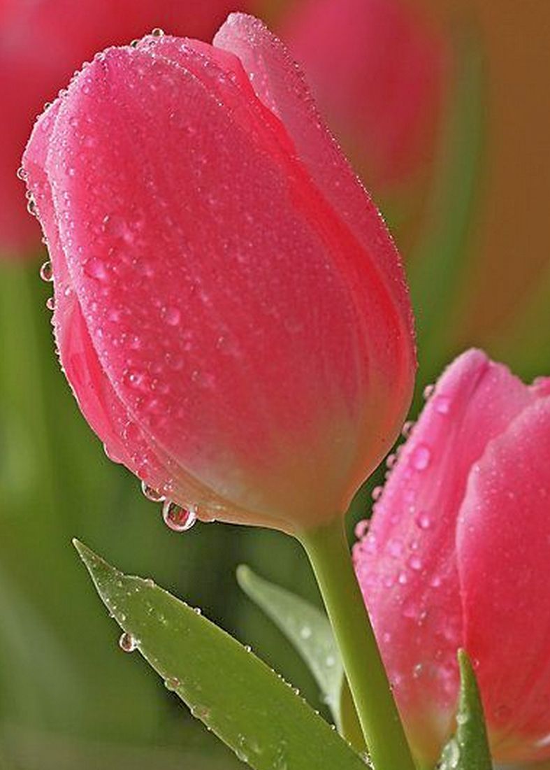 Блог Колибри: FLOVERS JPEG