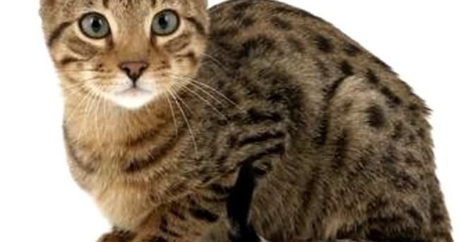 francisco lavin: EL GATO PARDO