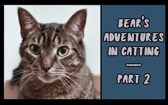 Bear’s Adventures in Catting, part 2 - Momma Kat and Her Bear Cat