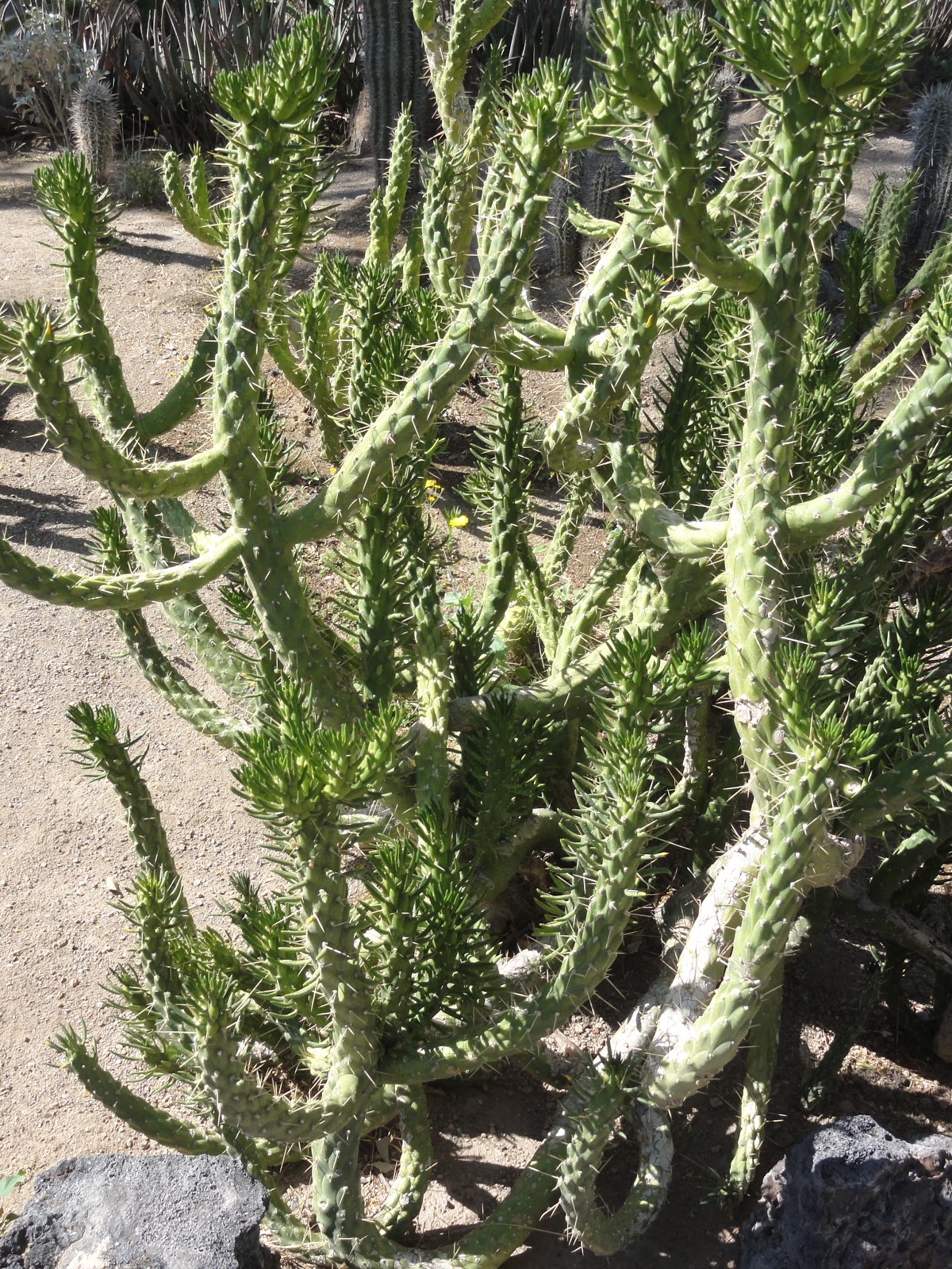 GoGardenNow - The Gardening Blog: Eve's Needle - It Will Produce Thorns ...