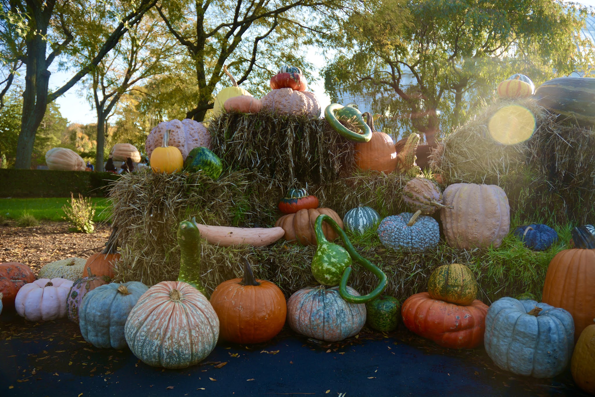 Random-osity: Great Pumpkin Weekend