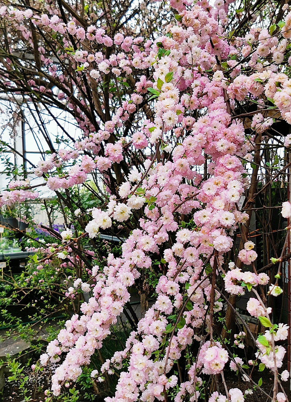 Floral Passions: Soft Pink of Prunus triloba