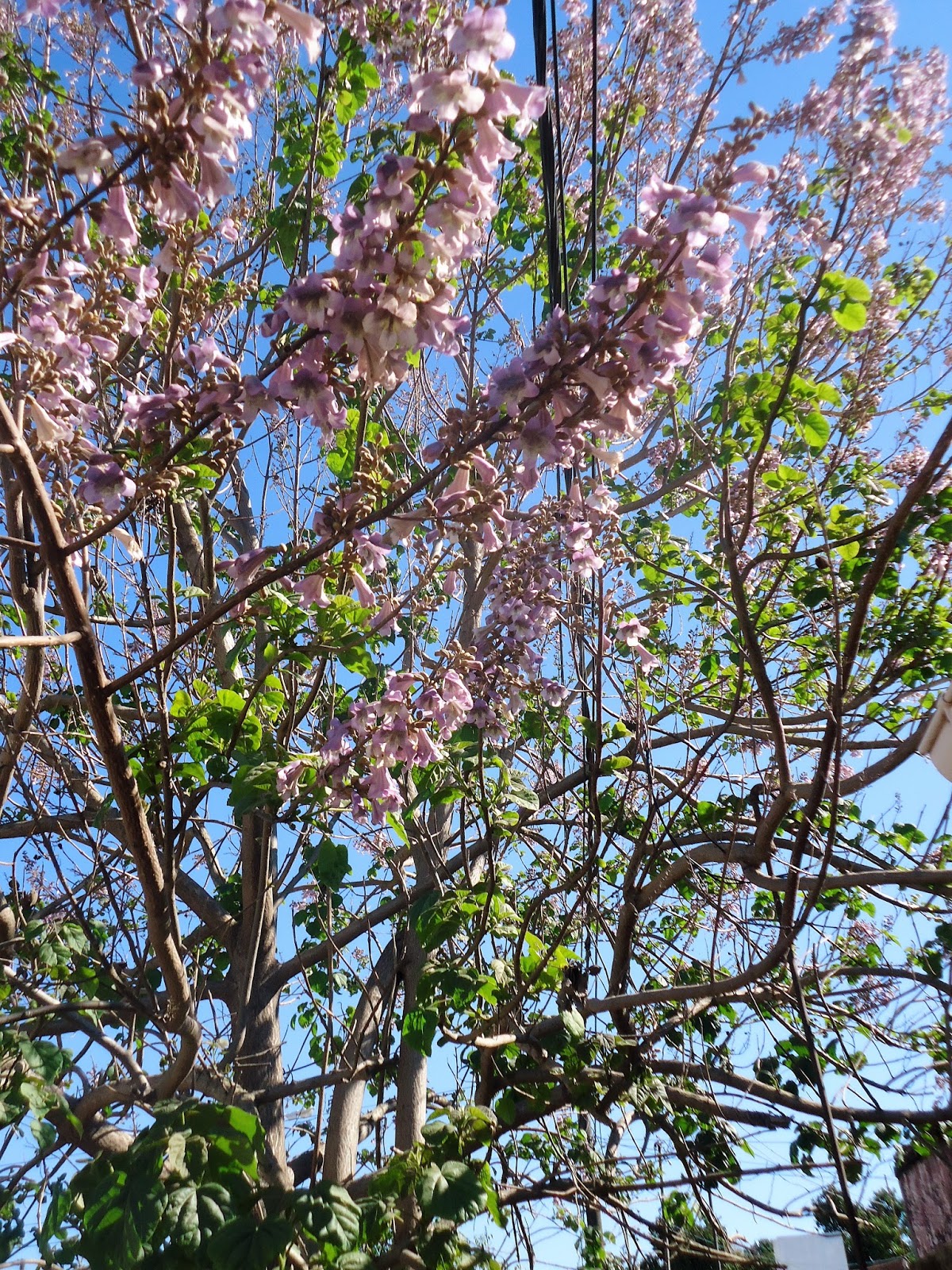 v e r d e c h a c o: Kiri / Paulonia / Árbol de la princesa