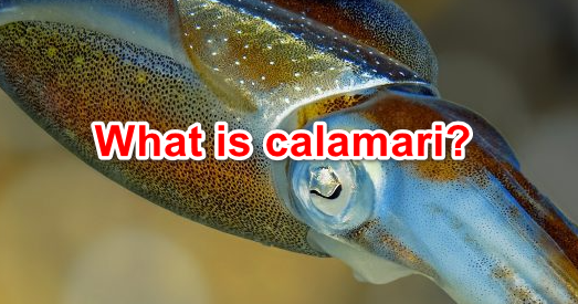 What is calamari?