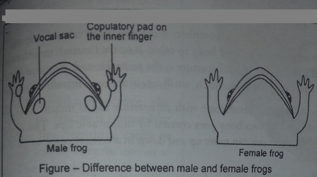 Zoology for higher secondary level: External Features Or morphology