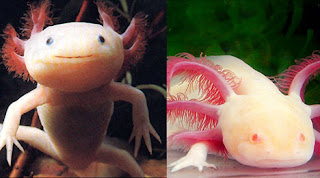 AXOLOTL