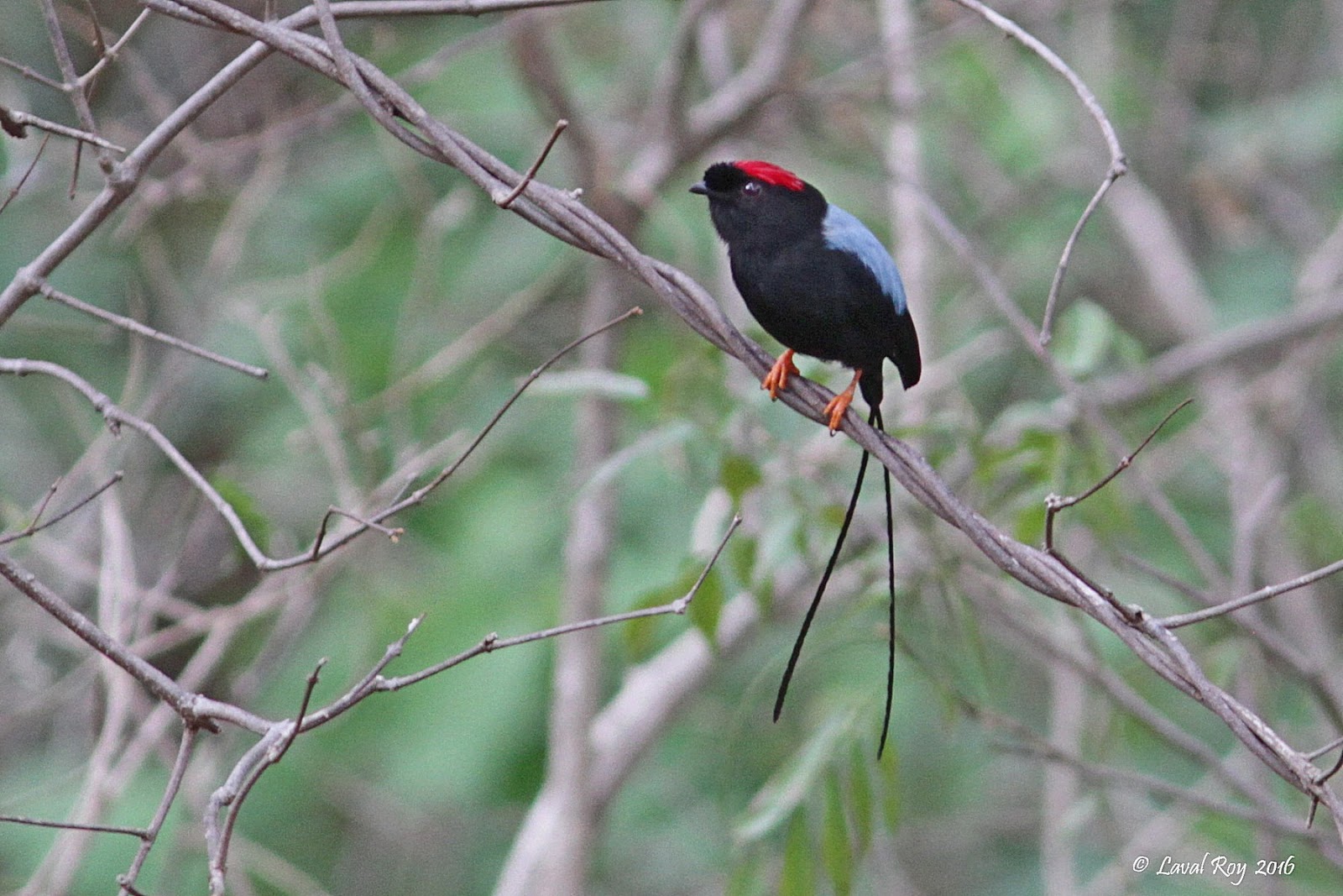 Des oiseaux sur ma route: Les manakins, ces incroyables danseurs