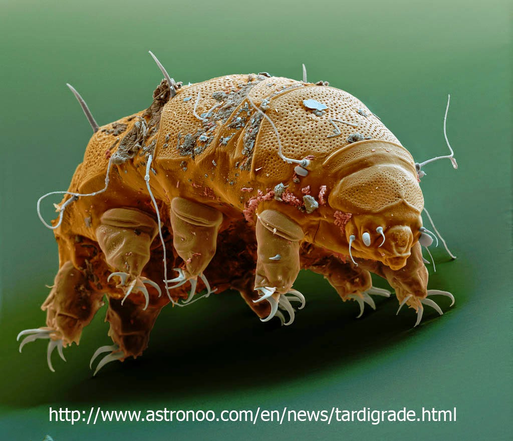 Bizarre Creature of the Day: Creature 60: Tardigrada