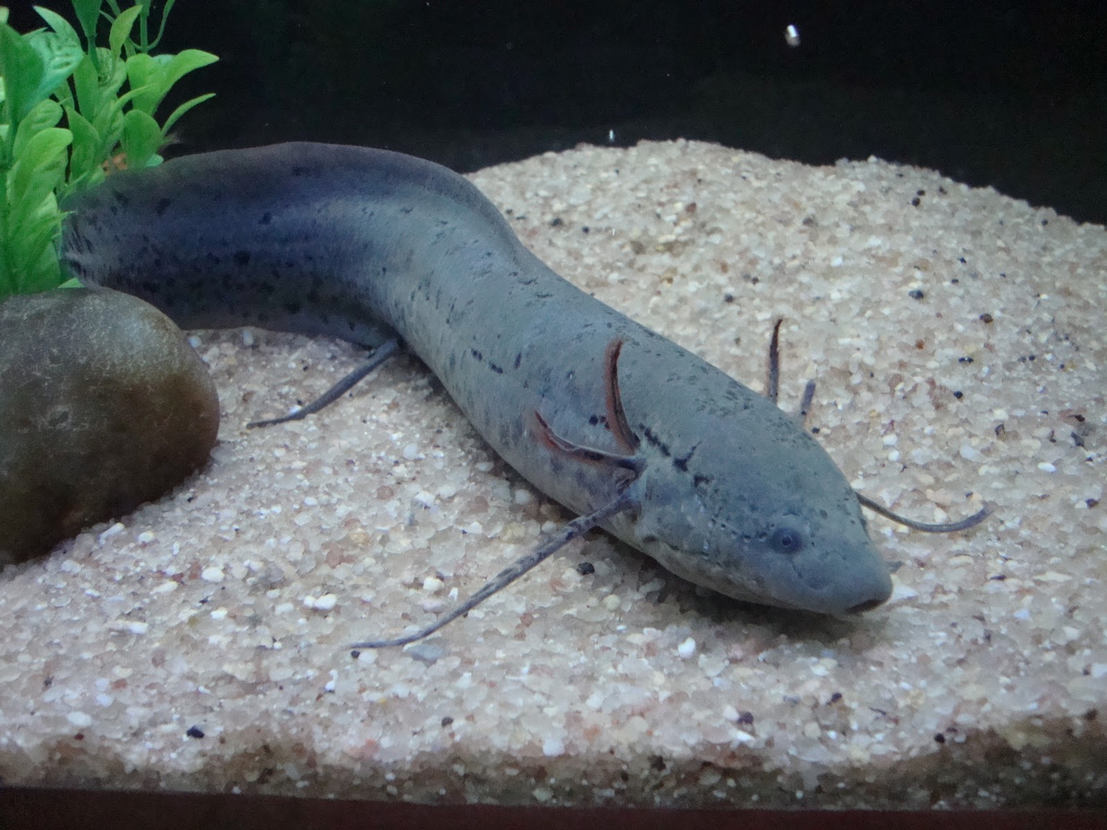 Aquamonster: Os Peixes Pulmonados: