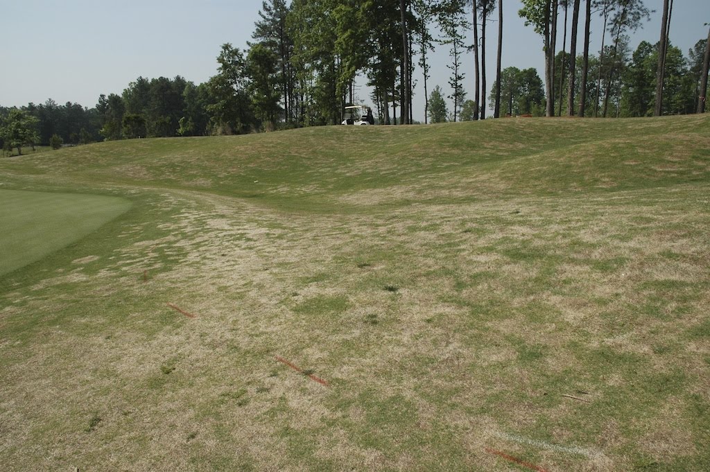 NC State Turf Pathology: Speeding the recovery from spring dead spot