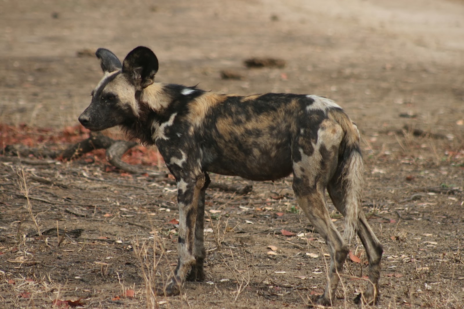 ZOO Logisch: Avondlezing Afrikaanse wilde hond in Burgers' Zoo