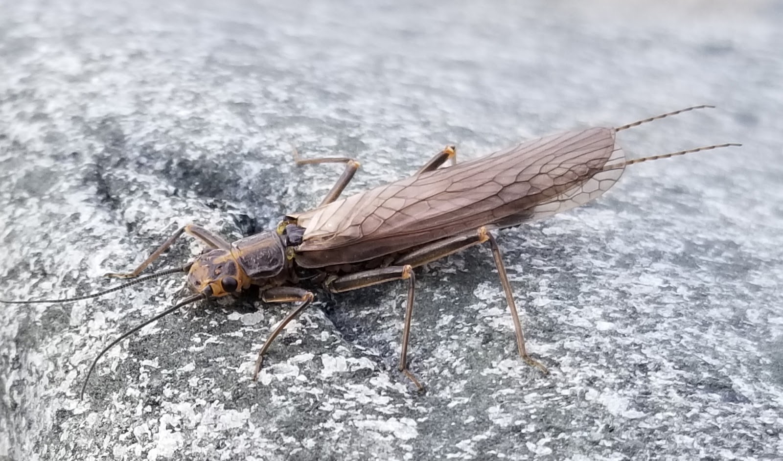 Jon Baiocchi Fly Fishing News: Skwala Stonefly Tips ~ Tying, Techniques ...
