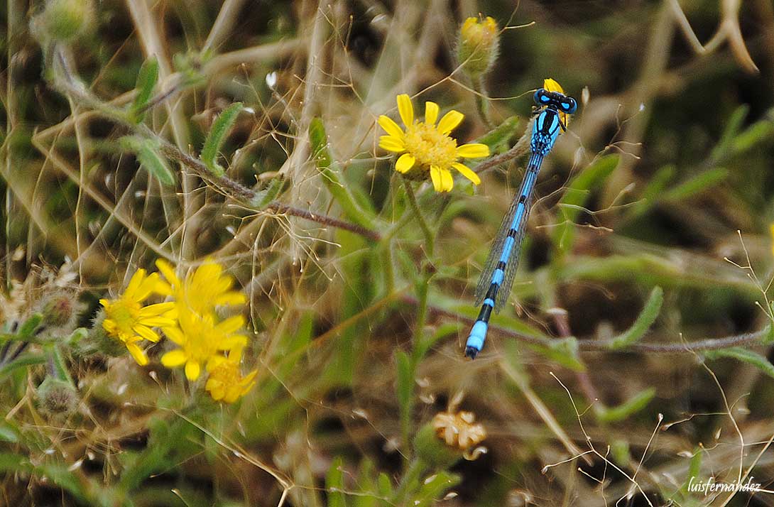 OCIO y CULTURA : Insectos y su hábitat. I
