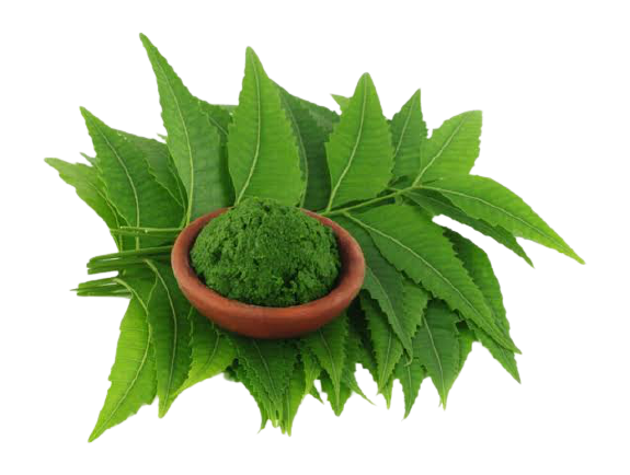 Neem the wonder herb - Health benefits, application, chemical ...