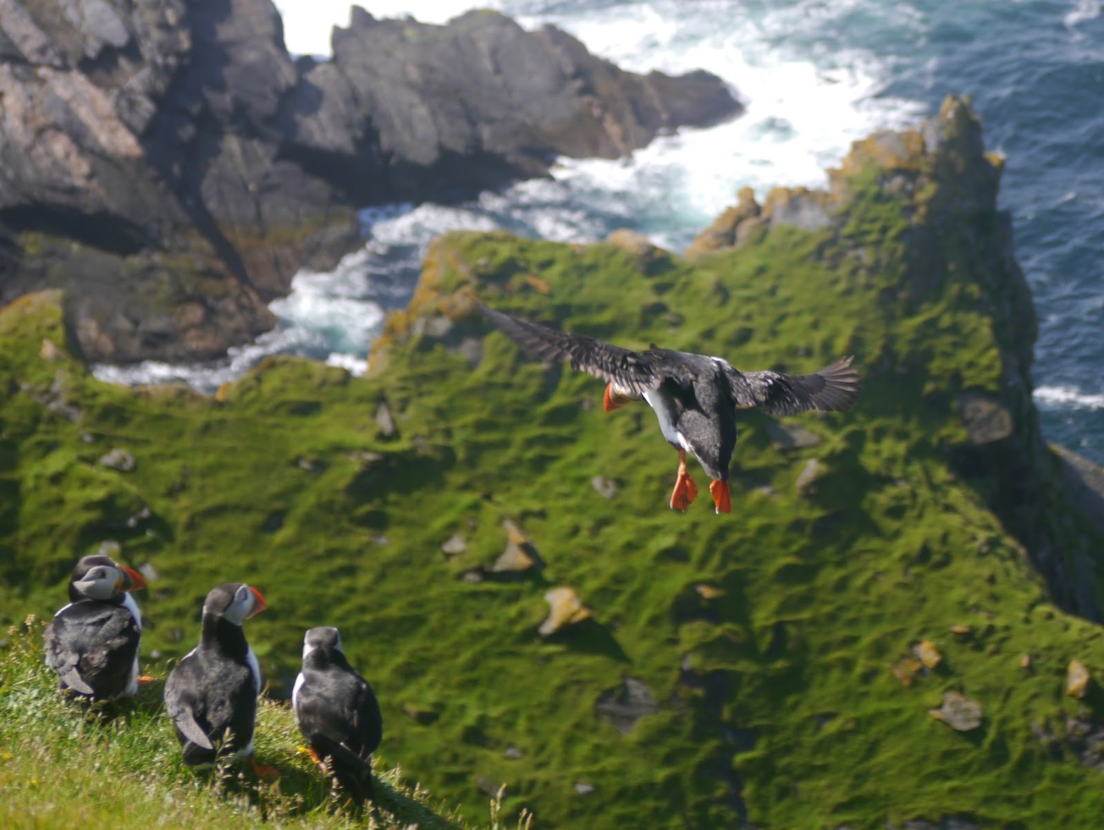 Travels to the far north: Hermaness Nature Reserve