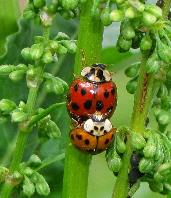 Bug Eric: Indoor Insects of Autumn (part 4 of 4)