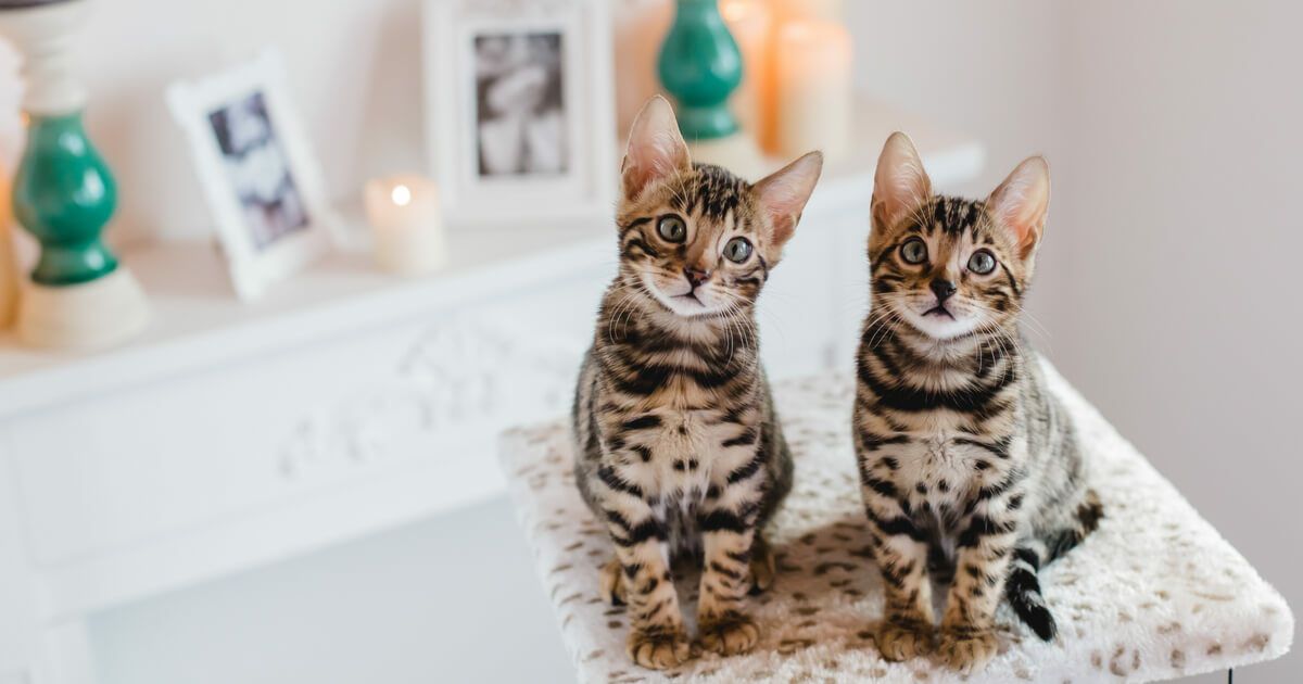 10 razas de gatitos finos, el #6 es tan alto como una niña de 5 años.