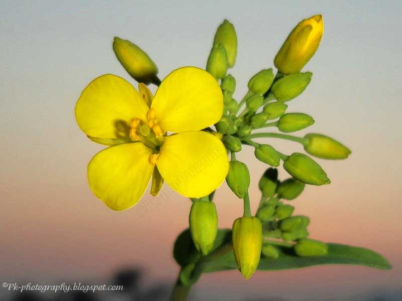 Canola Flowers | Nature, Cultural, and Travel Photography Blog