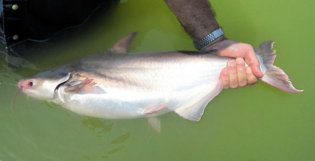 INDONESIAN FRESHWATER FISH COMMUNITY - IFFC: 28 Species of Family ...