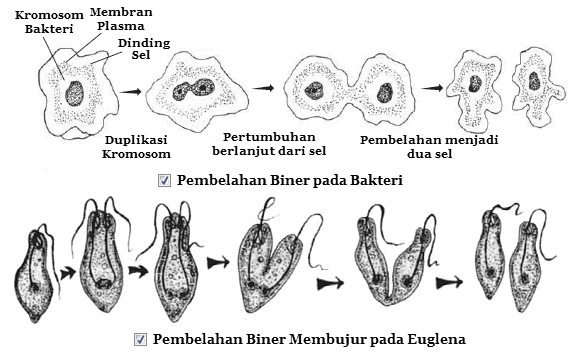 Pembelahan Amitosis Mitosis dan Meiosis Pada Makhluk Hidup | Mikirbae.com