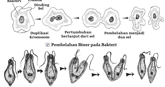 Pembelahan Amitosis Mitosis dan Meiosis Pada Makhluk Hidup