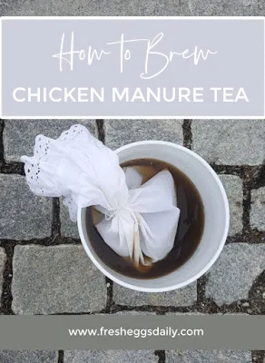 How To Brew Chicken Manure "Tea" for your Garden - Fresh Eggs Daily ...
