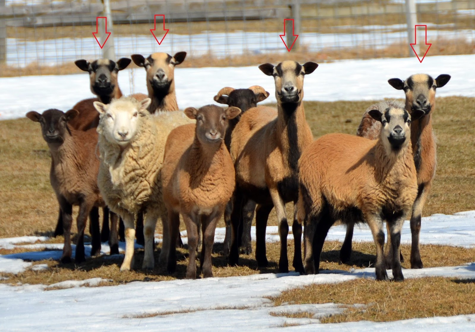 Butterscotch Farm: Breed Profile #4: Barbados Blackbelly Sheep