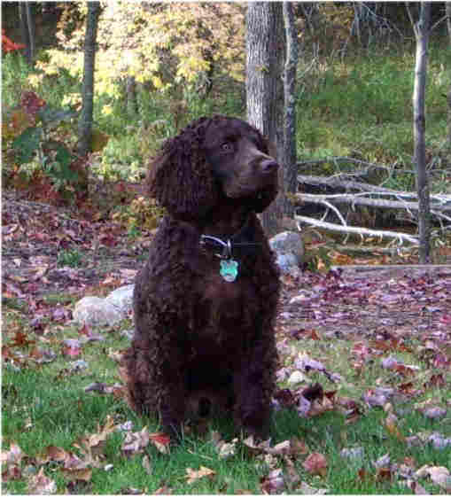 The dog in world: American Water Spaniel dogs