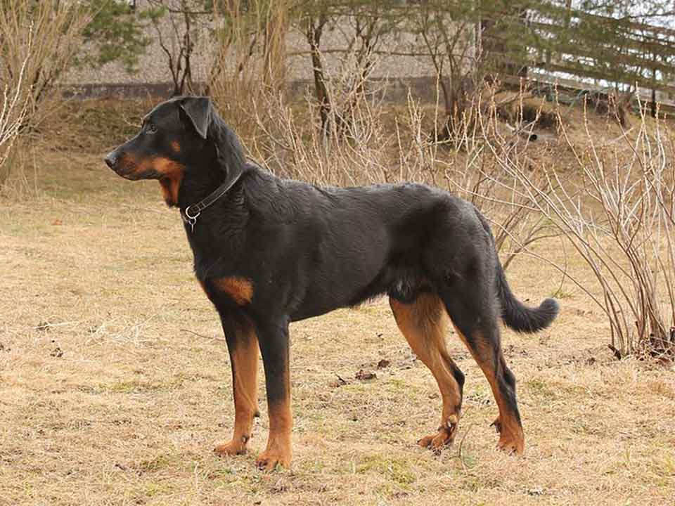 Beauceron | Excellent Search and Rescue Dogs | Best Puppys