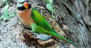 All About Unggas: JENIS BURUNG PARKIT