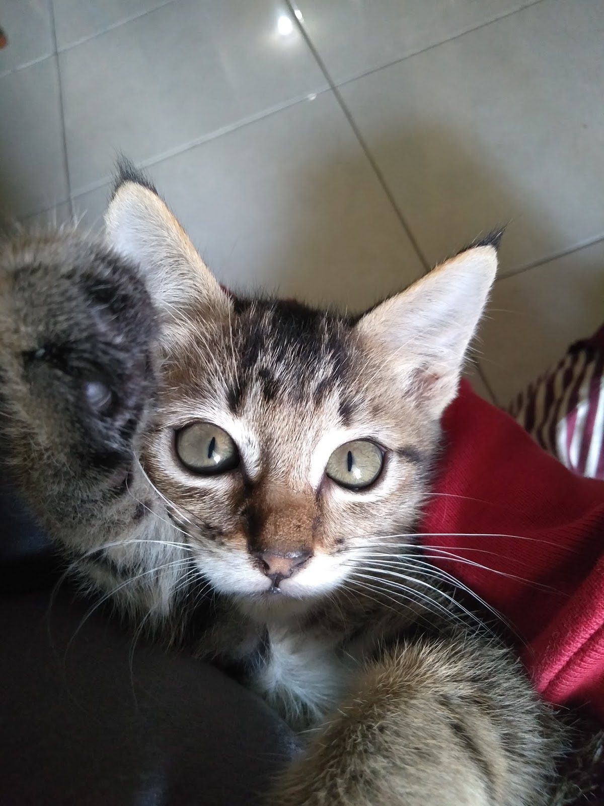 Memelihara Kucing, Baik atau Buruk? - Senandika Kata