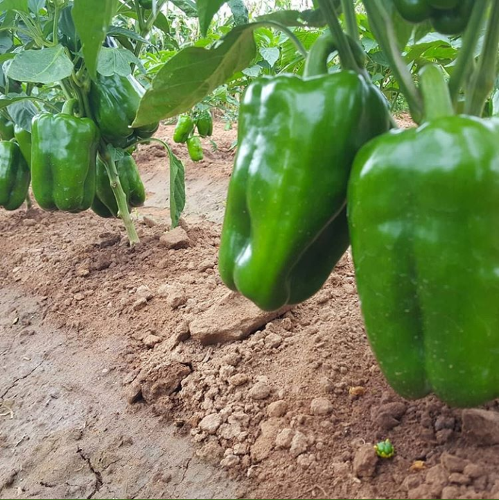 MUONGOZO MFUPI KILIMO BORA CHA PILIPILI HOHO