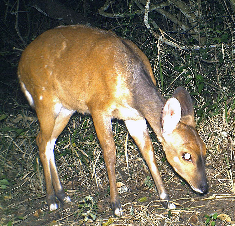 Remote Camera Trap - South Africa: September 2012