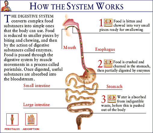 How the Digestive System works