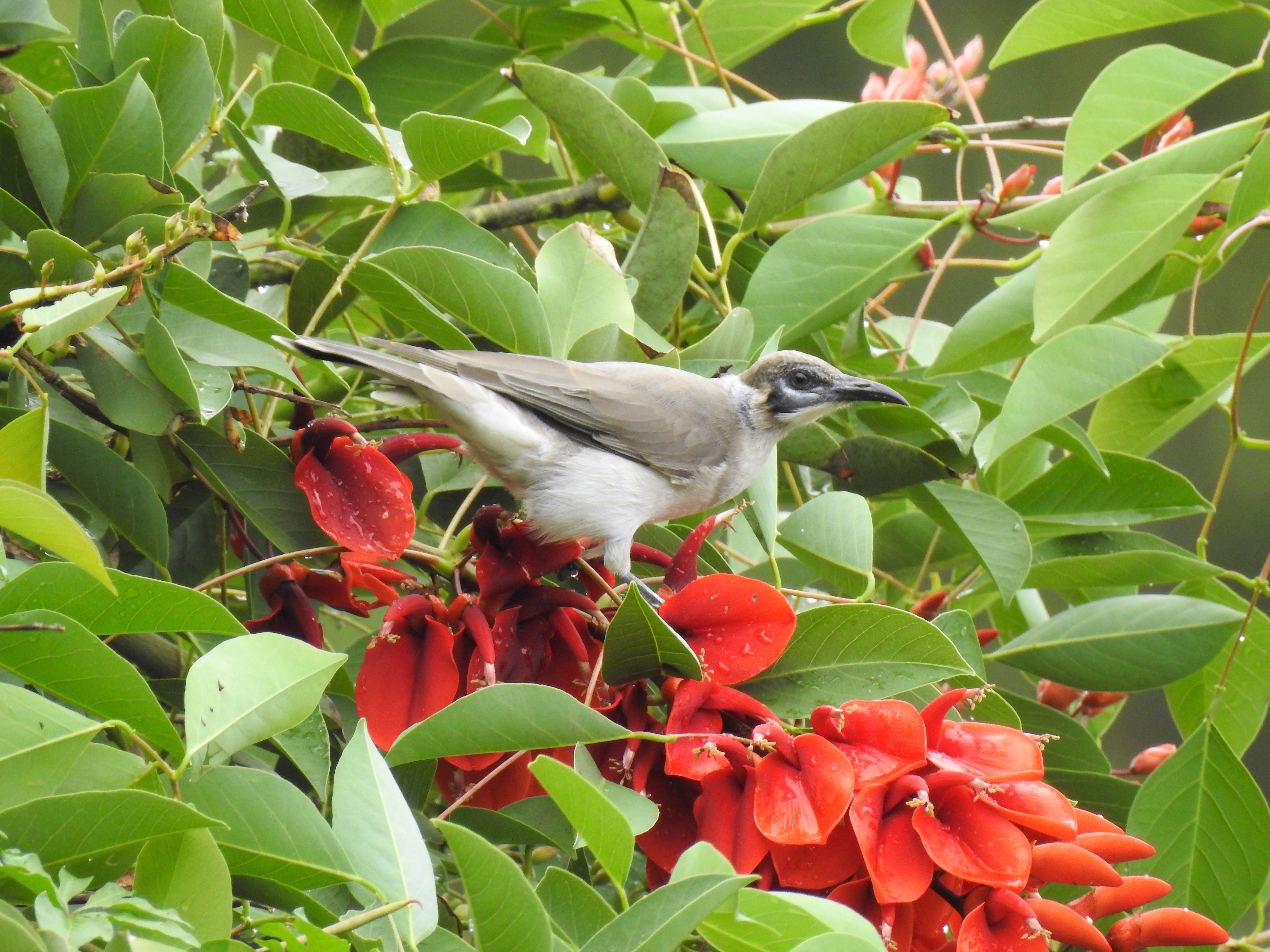 Birding - Tweed Heads - Australia: Tweed Bird List with Photos