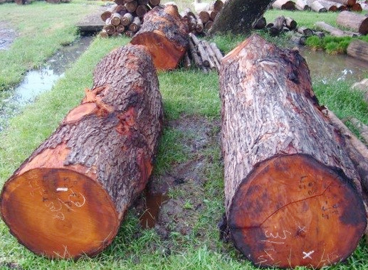 Mengenal Aneka Jenis Kayu Berkualitas Untuk Bahan Furniture