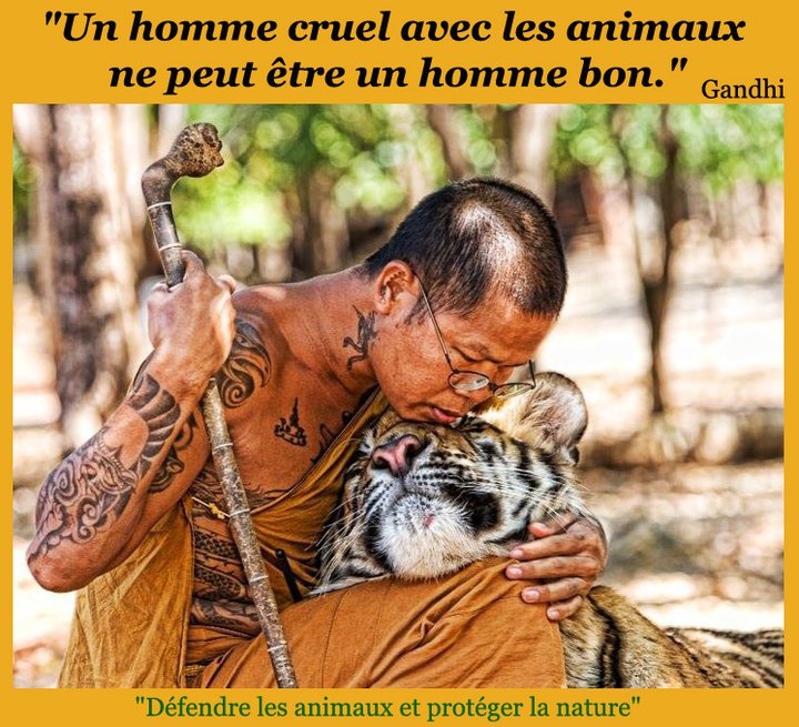 Proverbe Francais Avec Des Animaux
