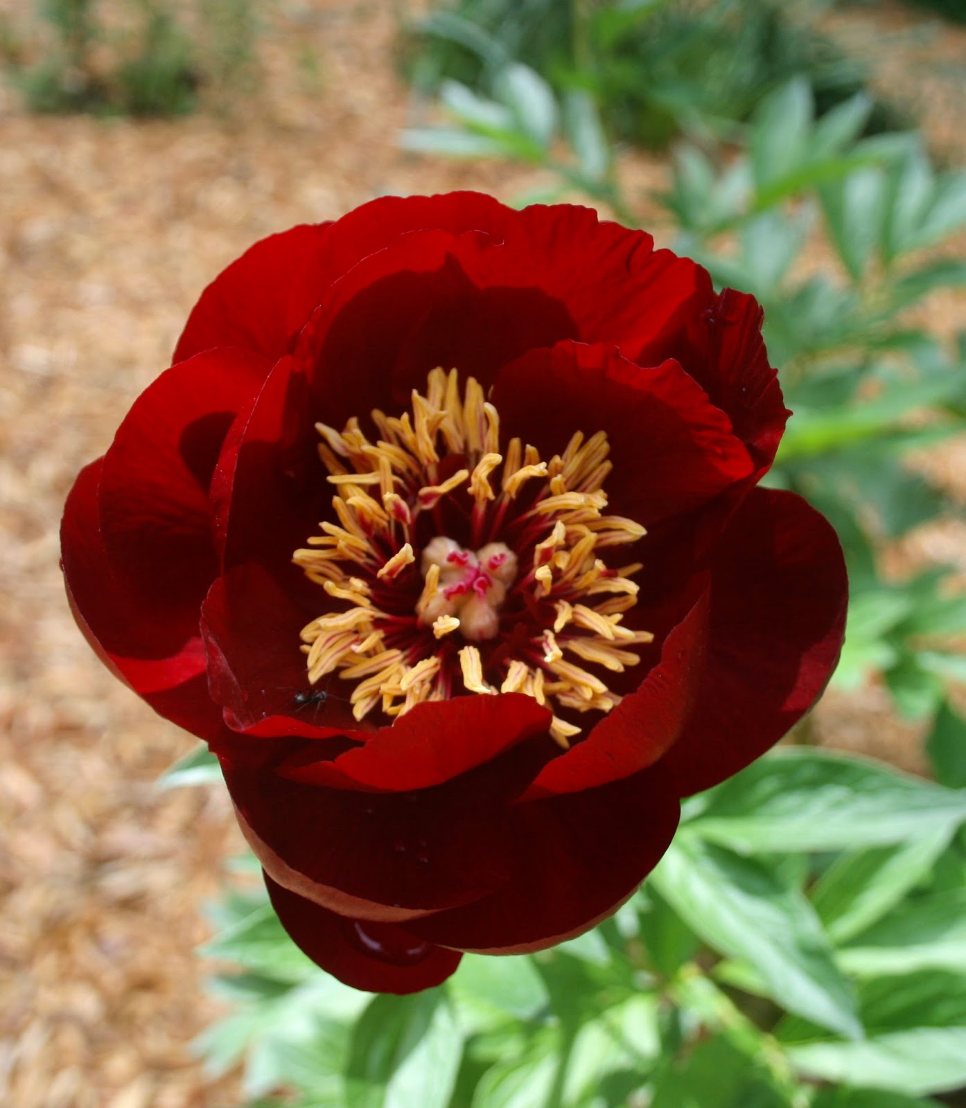 Amy's Creative Pursuits: My Early June Garden: The Peonies Are In Bloom!