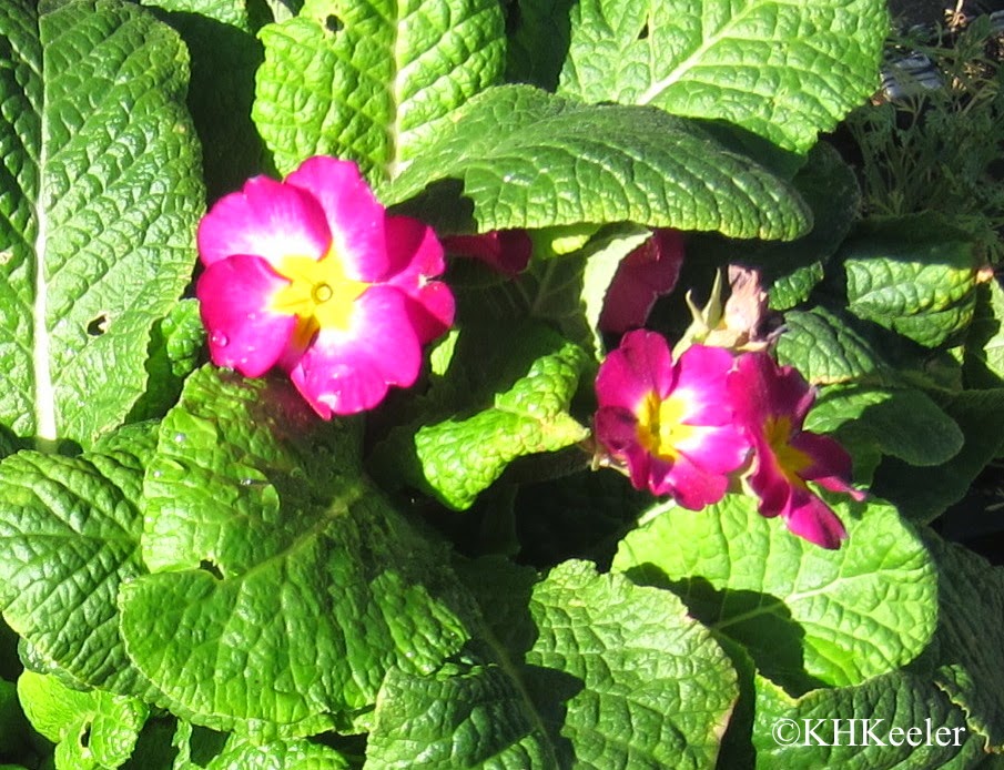 A Wandering Botanist: Plant story--Primroses, Primula--Post Script