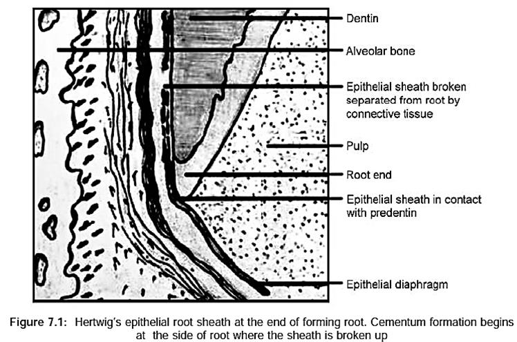 cementum structure (2) l Oral histology & biology MCQs for dental ...