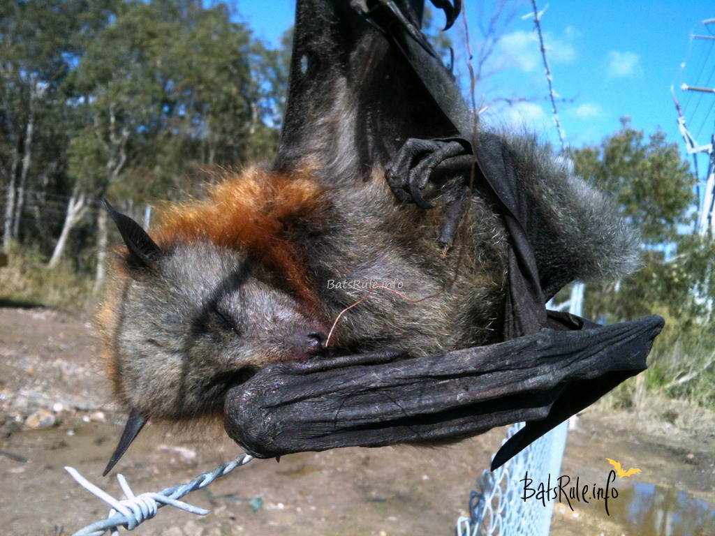 Rescue | Barbed wire | Megabat Grey-headed (Flying-fox) (Fruit bat)