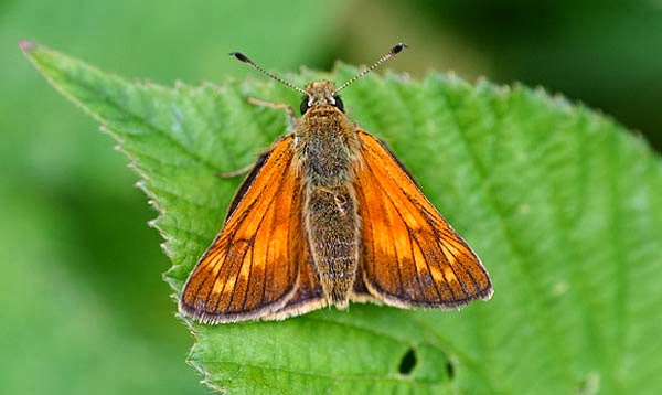Large Skipper - Insects World