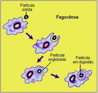 Blog de Biologia: Citologia II