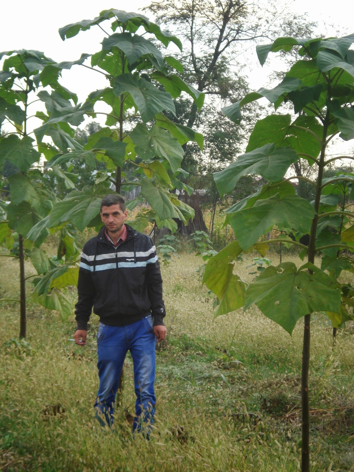 Copaci Paulownia Romania: Asa arata un copac Paulownia Cotevisa 2 dupa ...