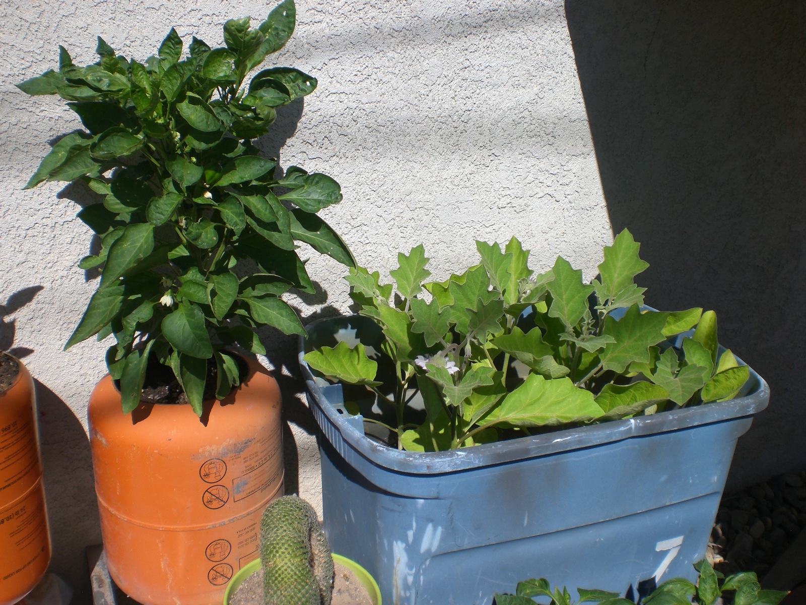 Yucca Flats, N.M.: Go Local? Try Grow Local!