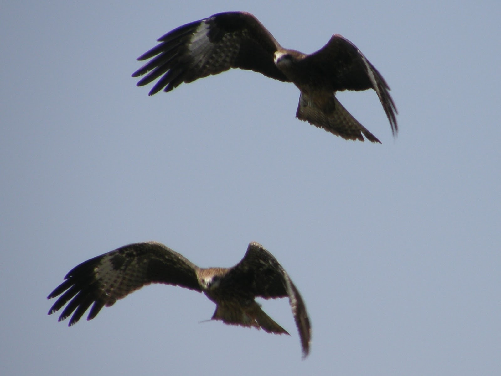 Raptors of Nepal: Raptors of Nepal