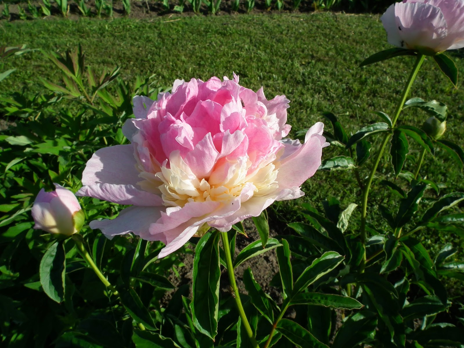 Peonies: Fourth Week of Blooms