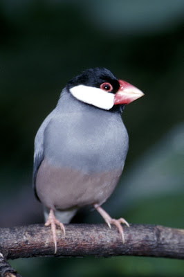 Império dos Animais : PARDAL DE JAVA
