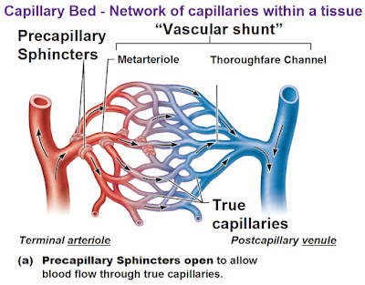 Microcirculation Through Capillary Beds
